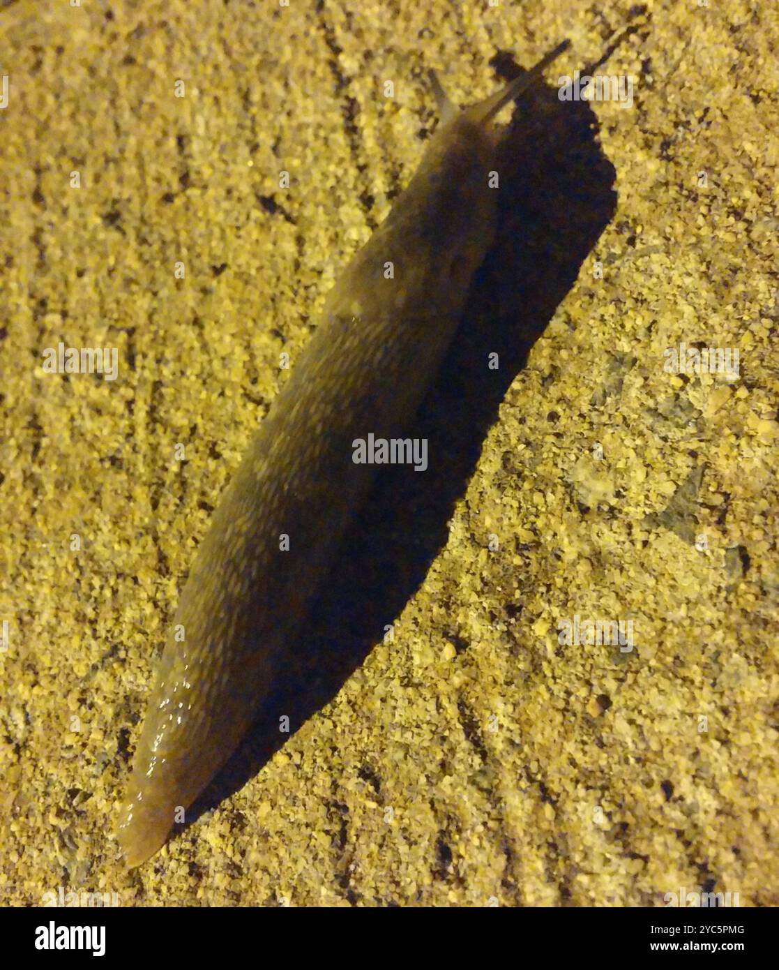 Yellow Cellar Slug (Limacus flavus) Mollusca Stock Photo - Alamy