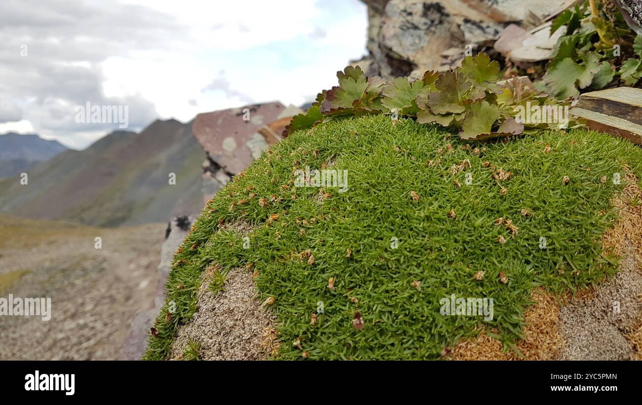 Alaska Kittentail (Veronica alaskensis) Plantae Stock Photo - Alamy