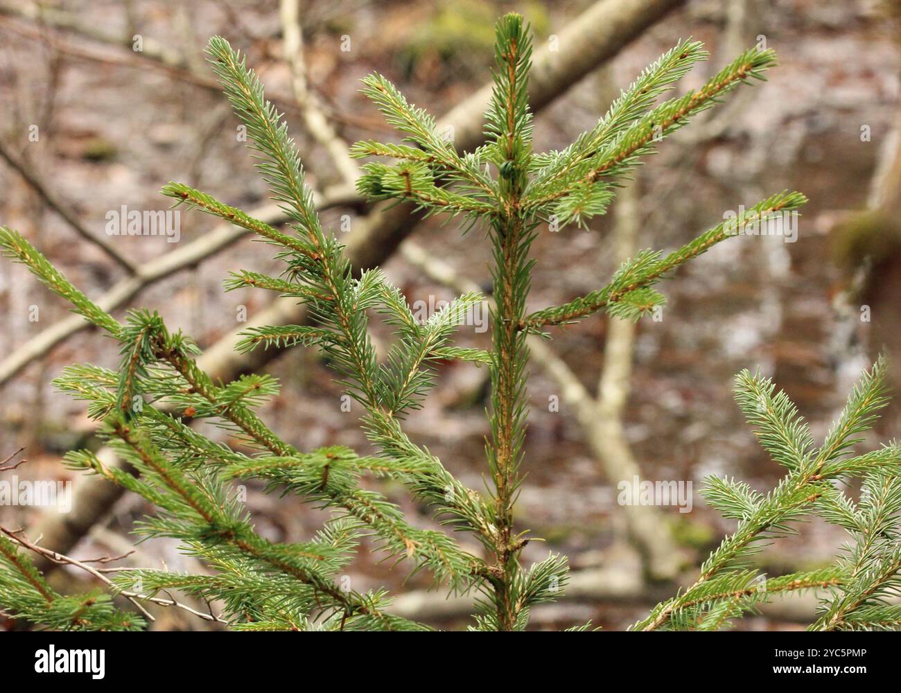 red spruce (Picea rubens) Plantae Stock Photo - Alamy