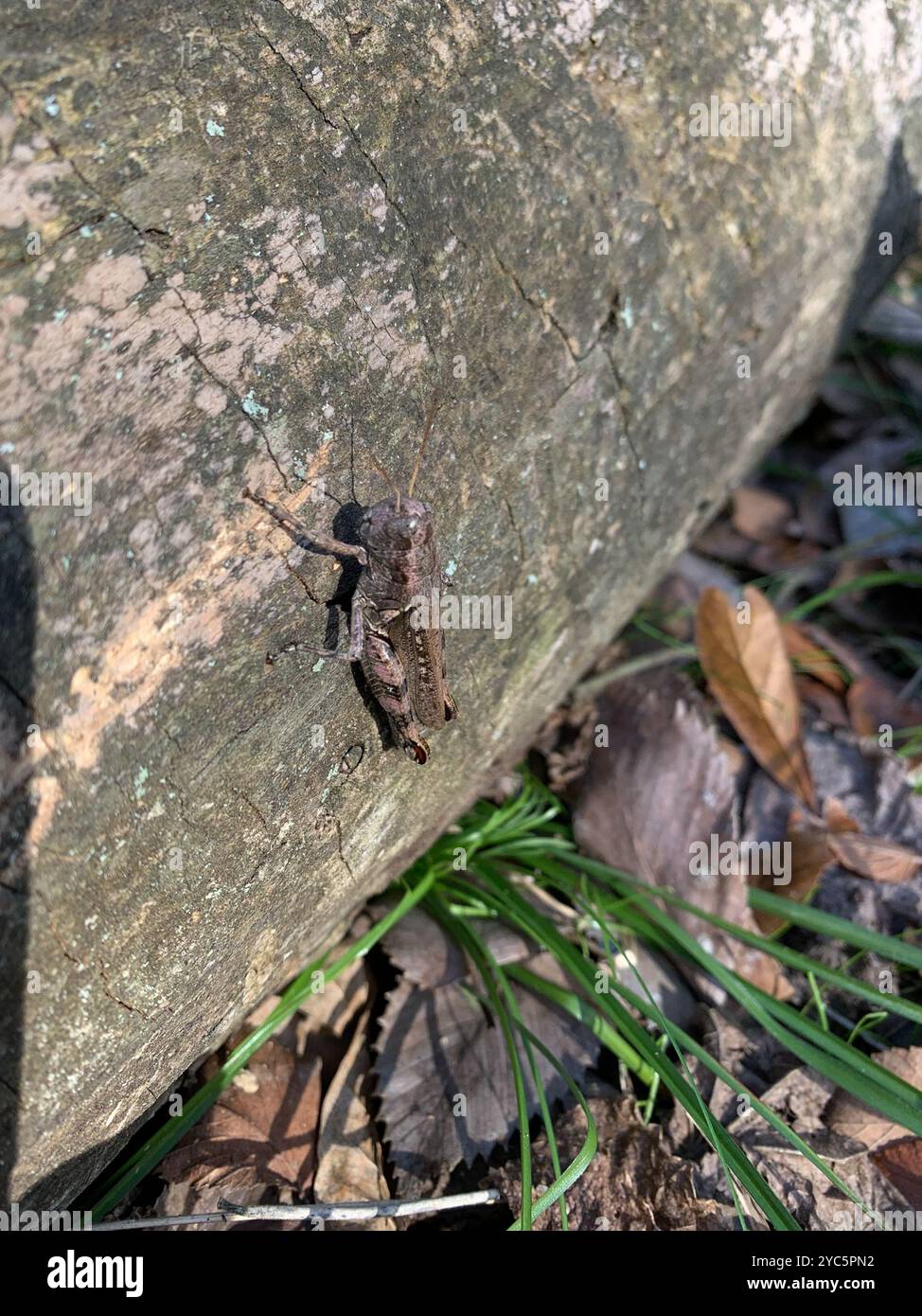 Ponderous Spur-throat Grasshopper (Melanoplus ponderosus) Insecta Stock ...