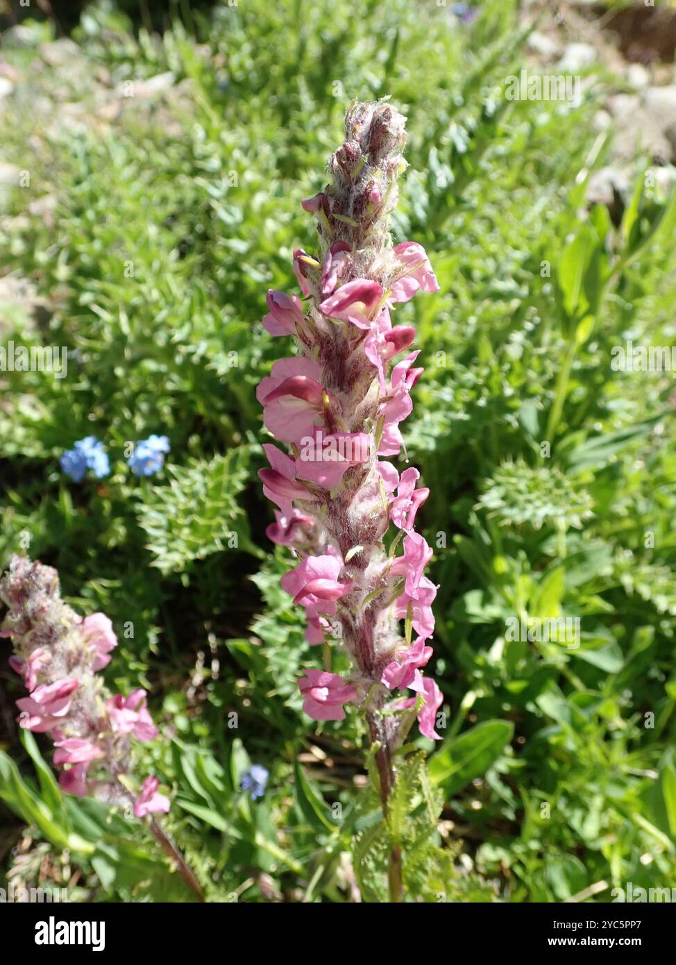 Rostratospicata hi-res stock photography and images - Alamy
