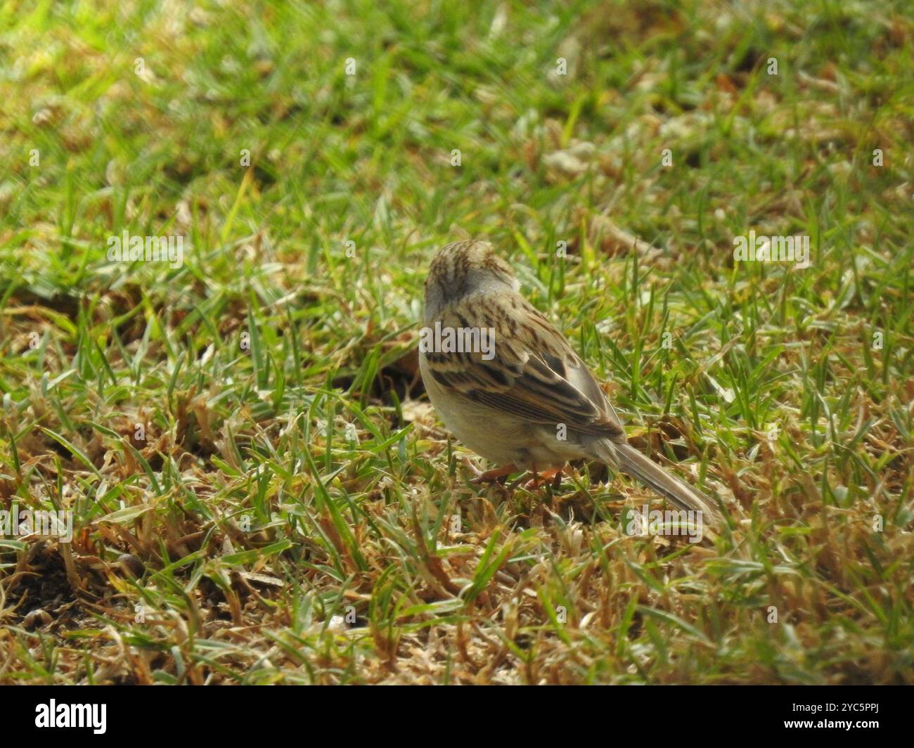 Clay-colored Sparrow (Spizella pallida) Aves Stock Photo - Alamy