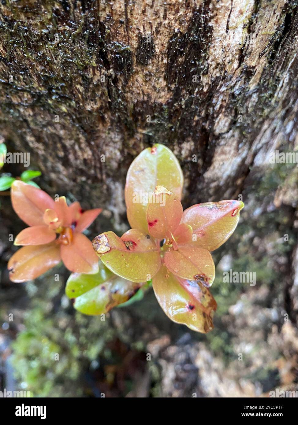 flowering plants (Angiospermae) Plantae Stock Photo - Alamy