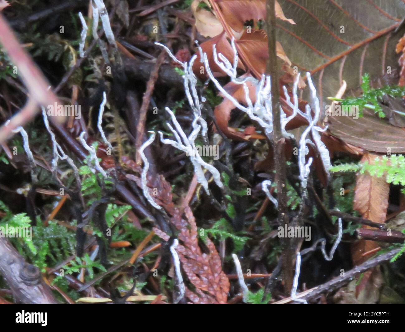 Candlesnuff Fungus (Xylaria hypoxylon) Fungi Stock Photo - Alamy