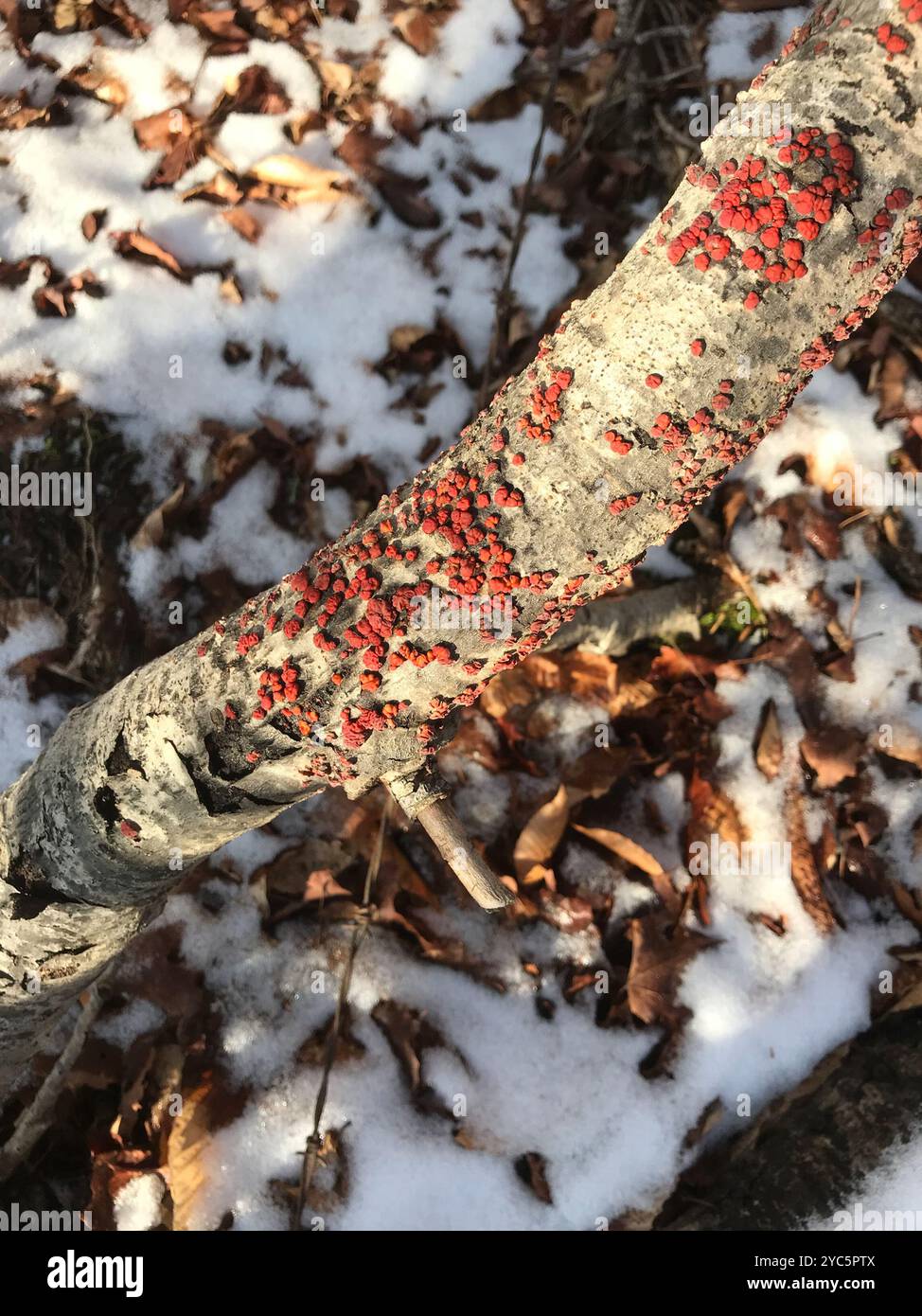 Peniophora rufa hi-res stock photography and images - Alamy