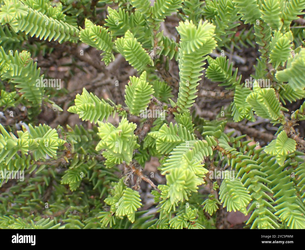 (Crassula ericoides ericoides) Plantae Stock Photo - Alamy