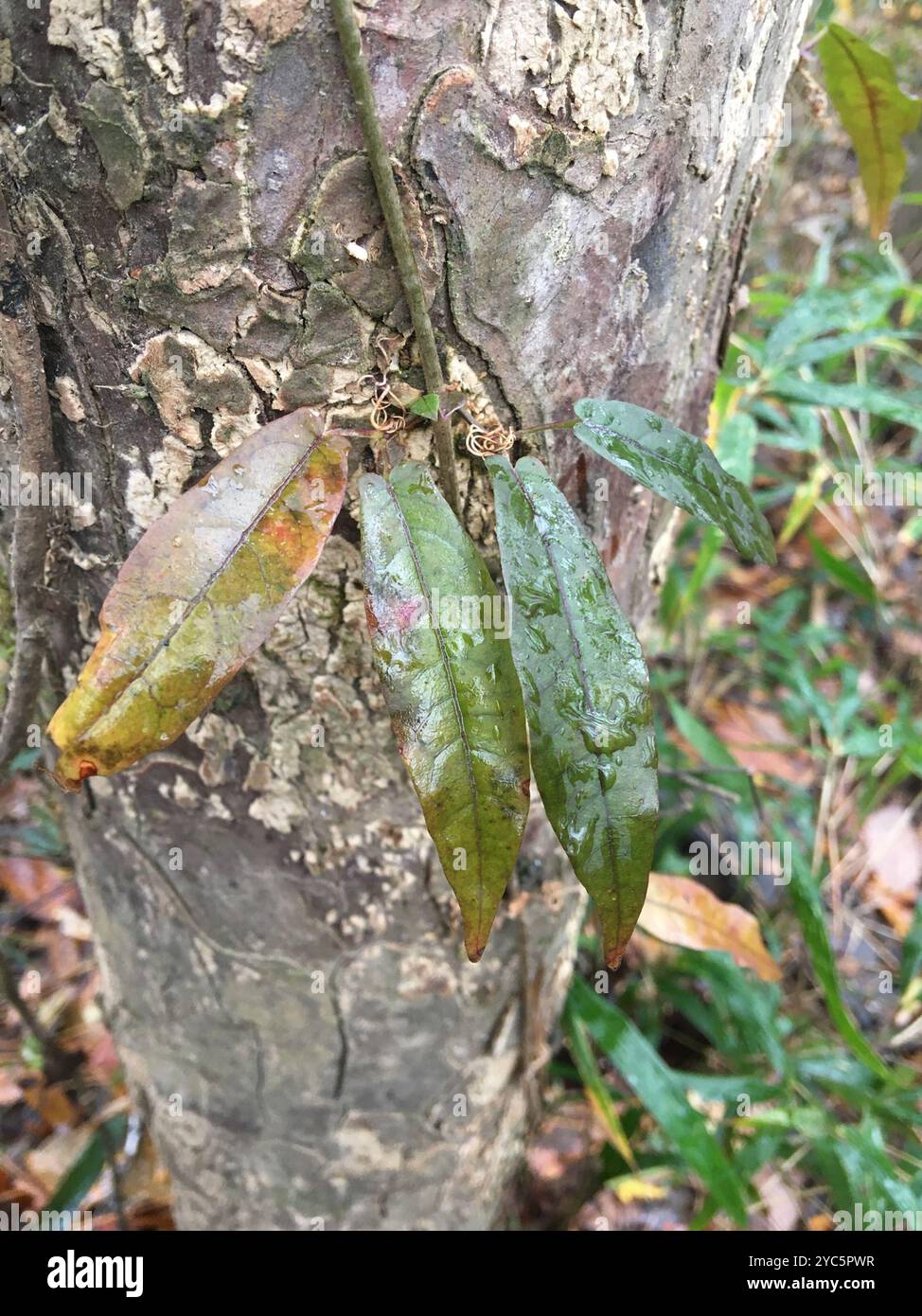 cross vine (Bignonia capreolata) Plantae Stock Photo - Alamy