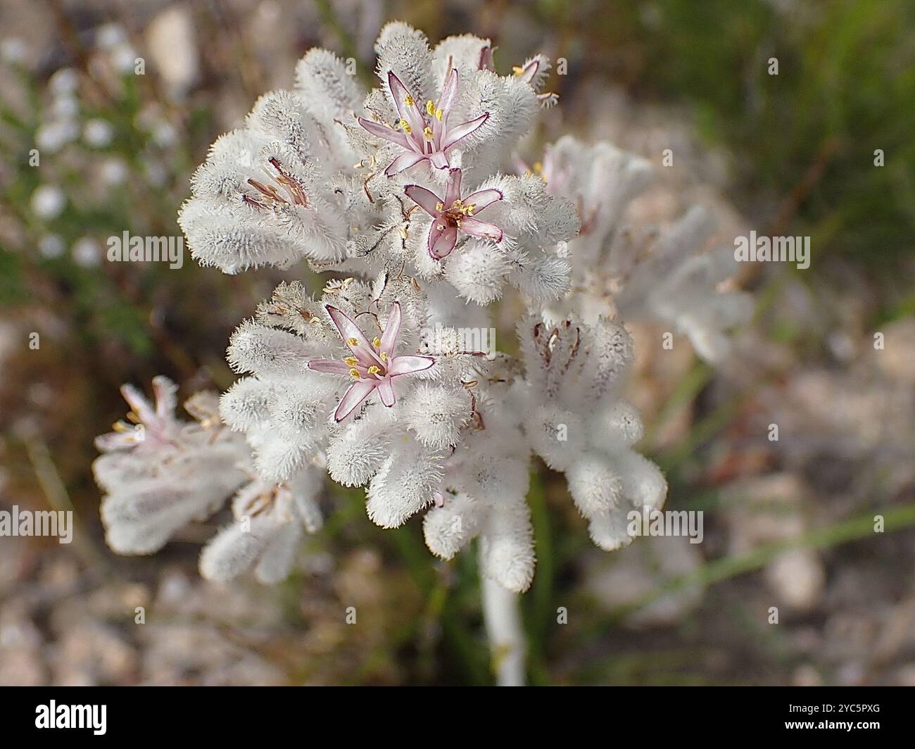 Lambstail (Lanaria lanata) Plantae Stock Photo - Alamy