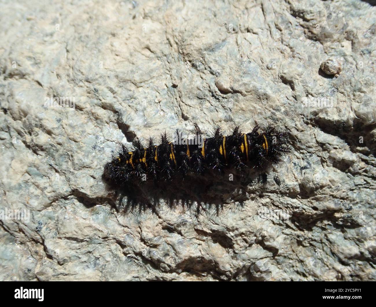 Cynthia's Fritillary (Euphydryas cynthia) Insecta Stock Photo - Alamy