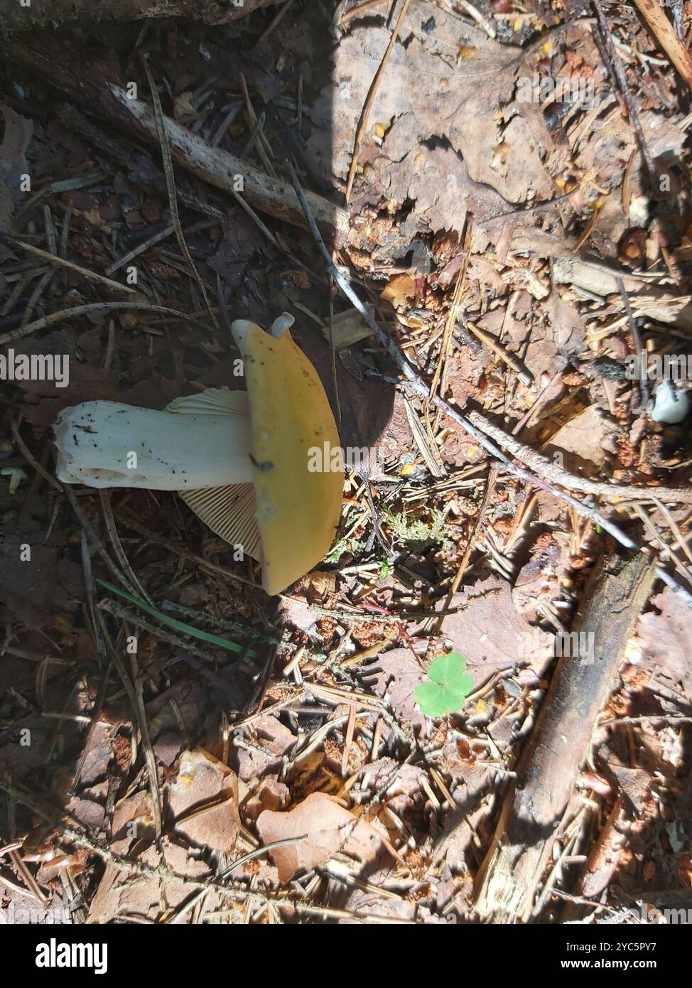 Yellow Swamp Brittlegill (Russula claroflava) Fungi Stock Photo - Alamy