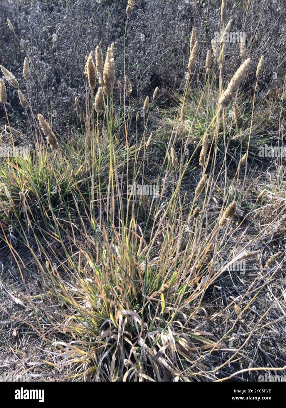 harding grass (Phalaris aquatica) Plantae Stock Photo - Alamy