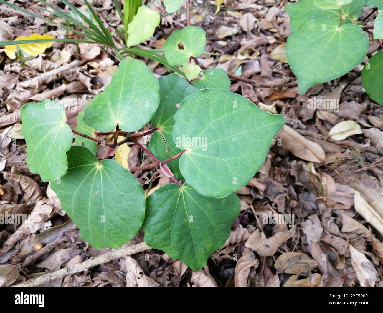 Kawakawa (Piper excelsum excelsum) Plantae Stock Photo - Alamy