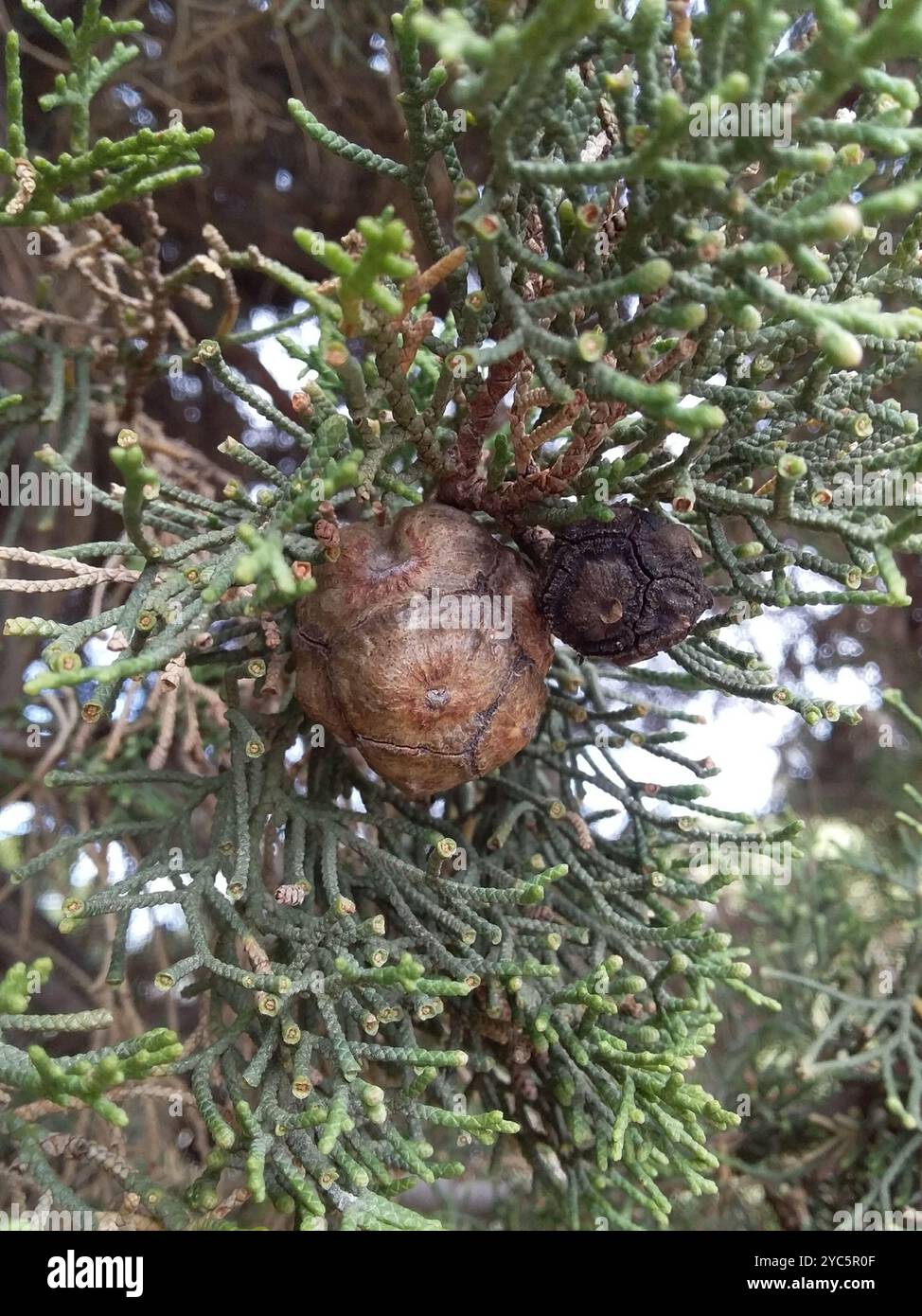 Mediterranean cypress (Cupressus sempervirens) Plantae Stock Photo - Alamy