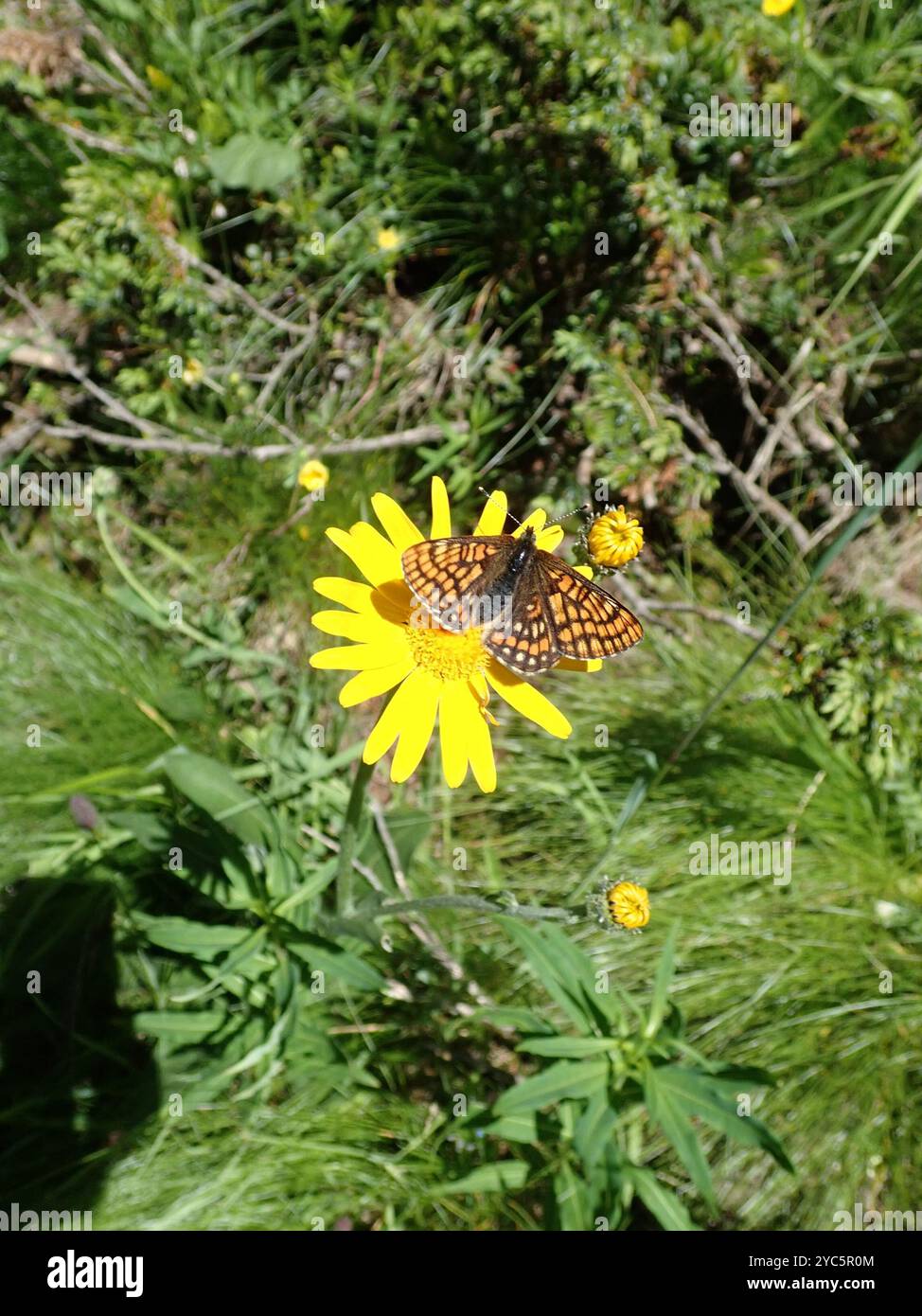 Asian Fritillary (Euphydryas intermedia) Insecta Stock Photo - Alamy