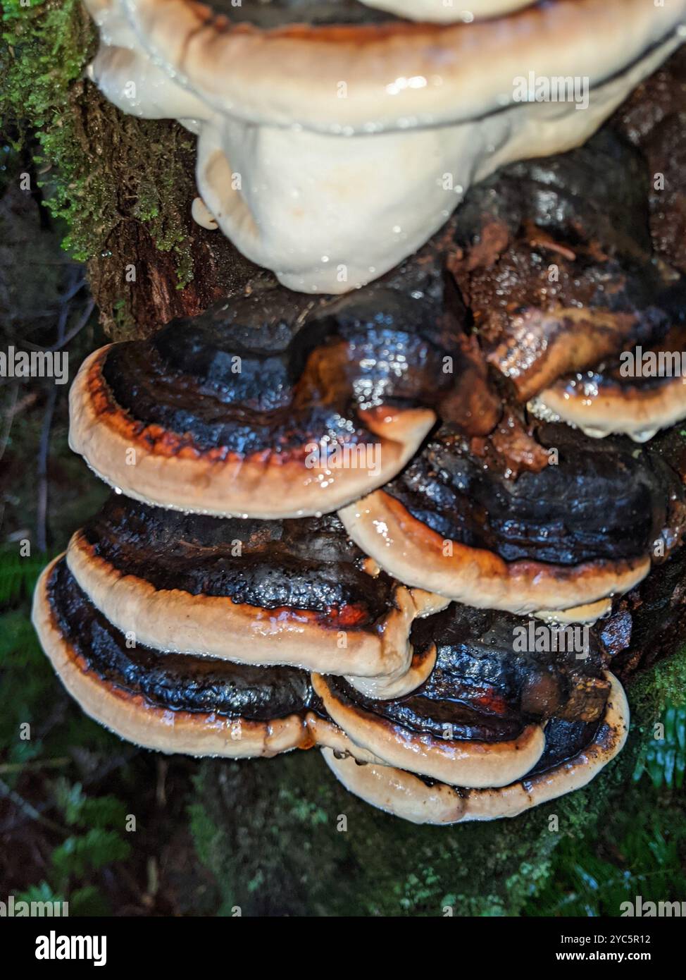 Northern red belt fungi hi-res stock photography and images - Alamy