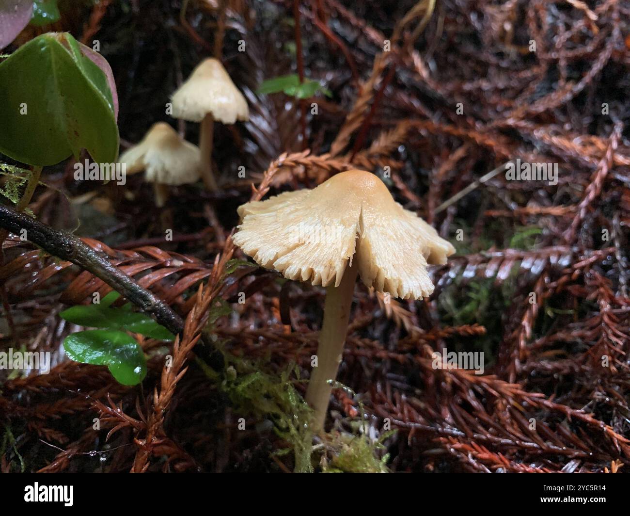 Basidiomycete Fungi (Basidiomycota) Fungi Stock Photo - Alamy