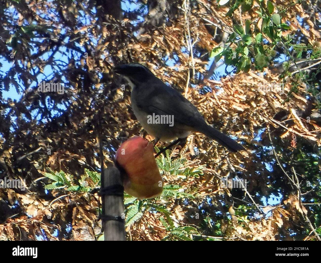 Cinnamon bellied hi-res stock photography and images - Alamy