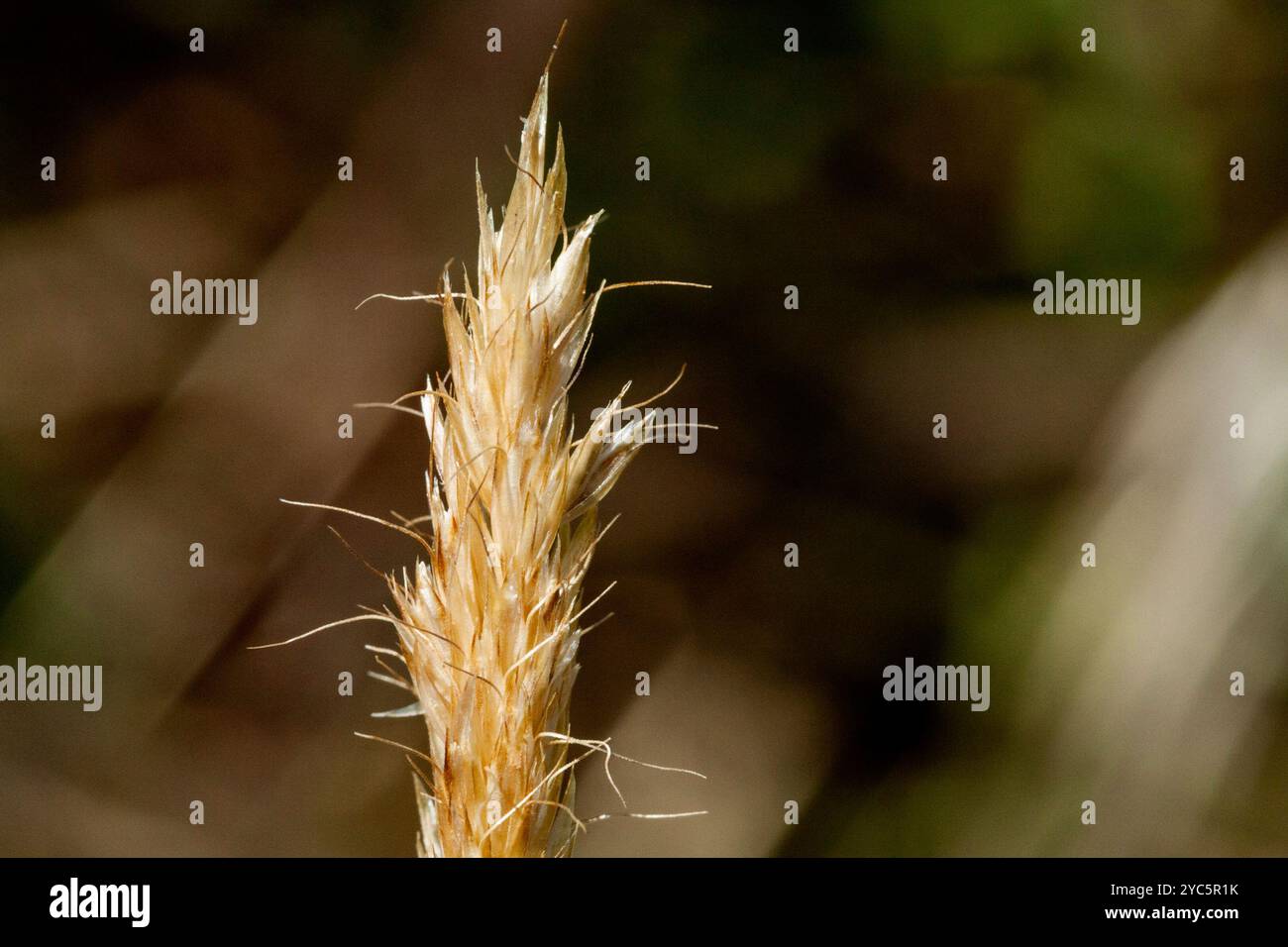 spike trisetum (Trisetum spicatum) Plantae Stock Photo - Alamy