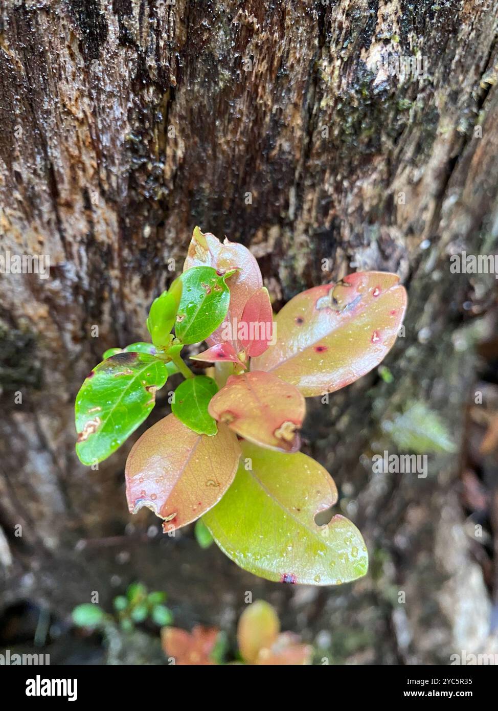 flowering plants (Angiospermae) Plantae Stock Photo - Alamy
