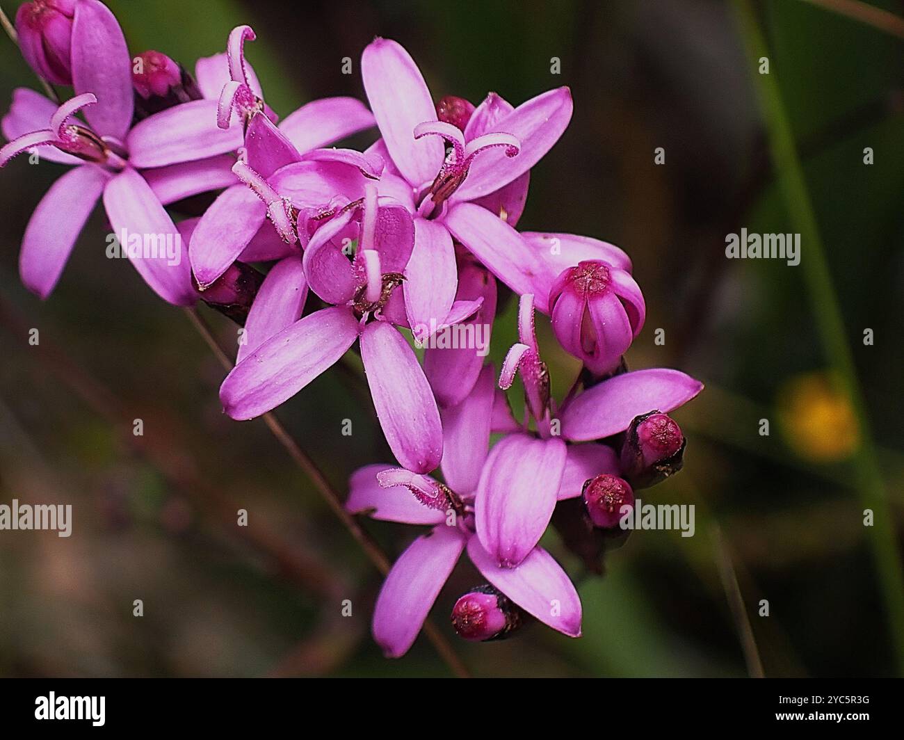 Corymbium hi-res stock photography and images - Alamy