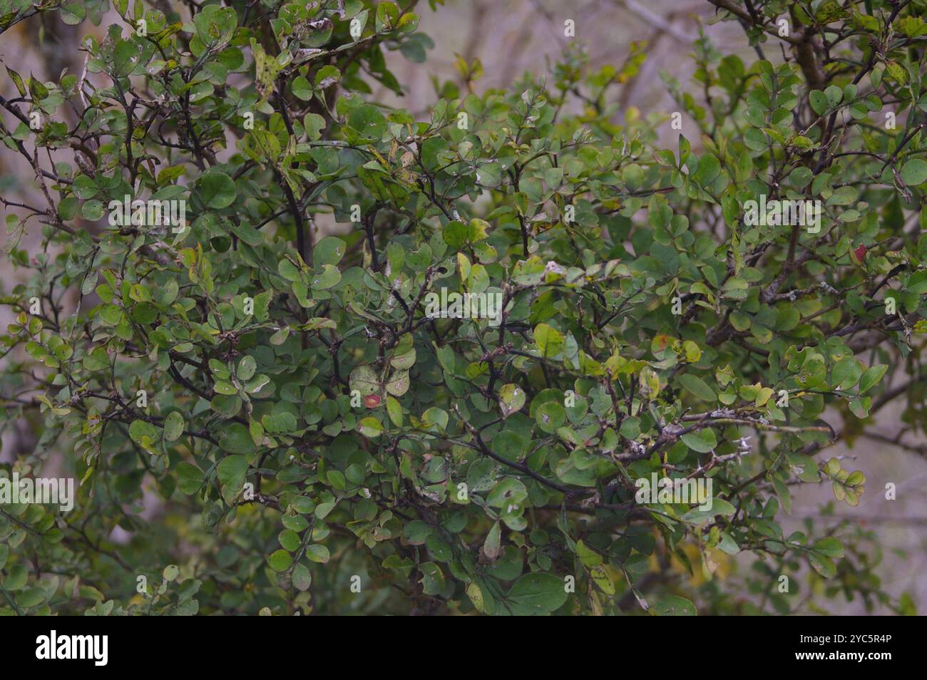 Lime Prickly-ash (Zanthoxylum fagara) Plantae Stock Photo - Alamy