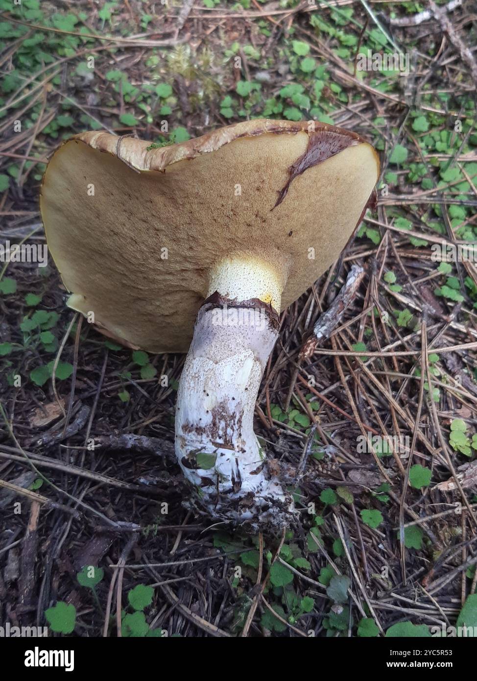 Purple-veiled Slippery Jack (Suillus luteus) Fungi Stock Photo - Alamy
