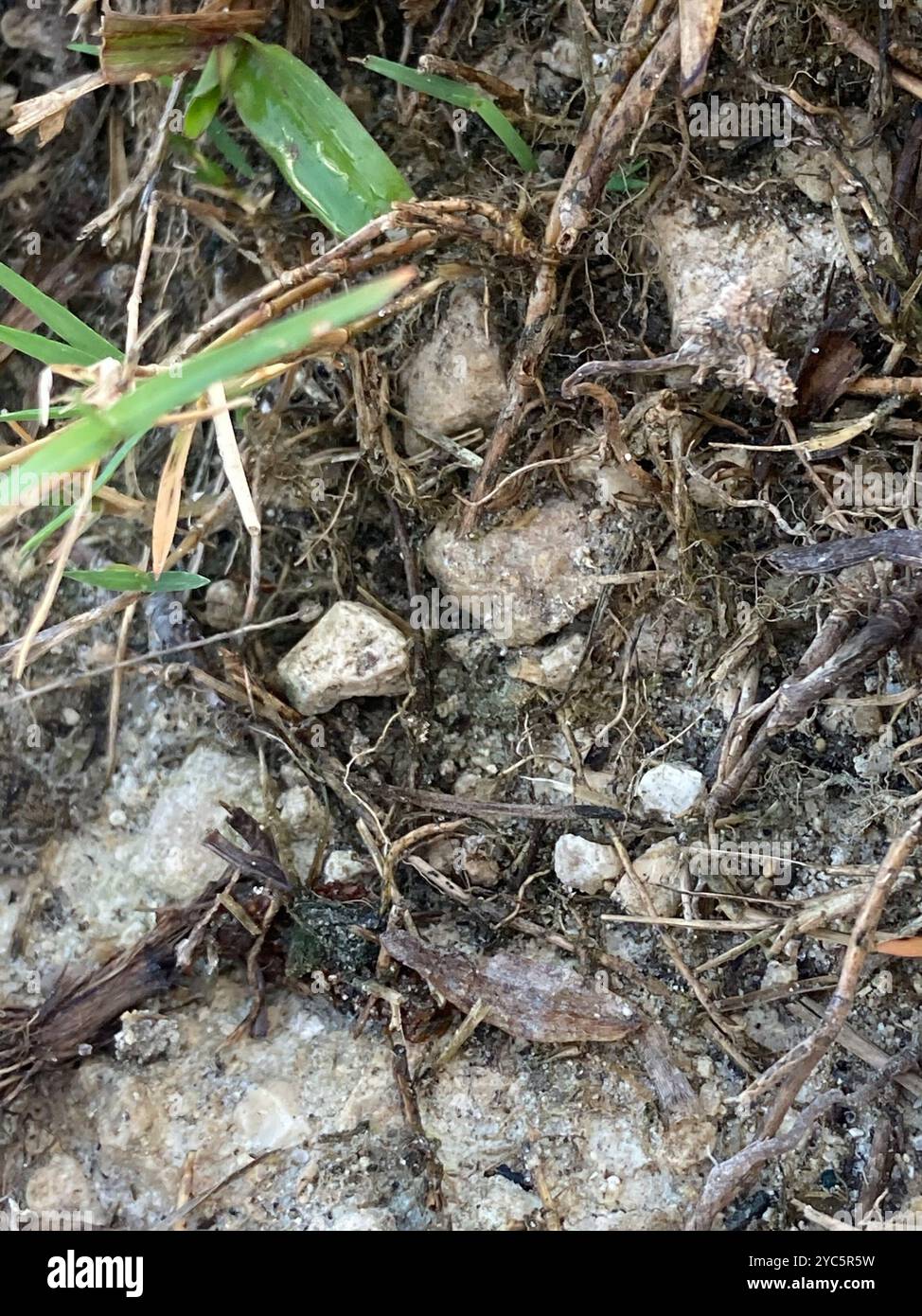 Cane Toad (Rhinella marina) Amphibia Stock Photo - Alamy