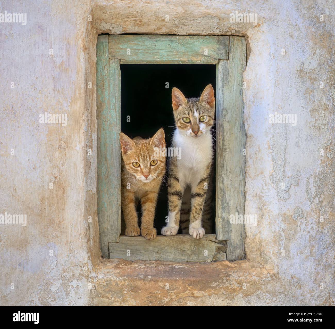 Old feral cat hi-res stock photography and images - Alamy