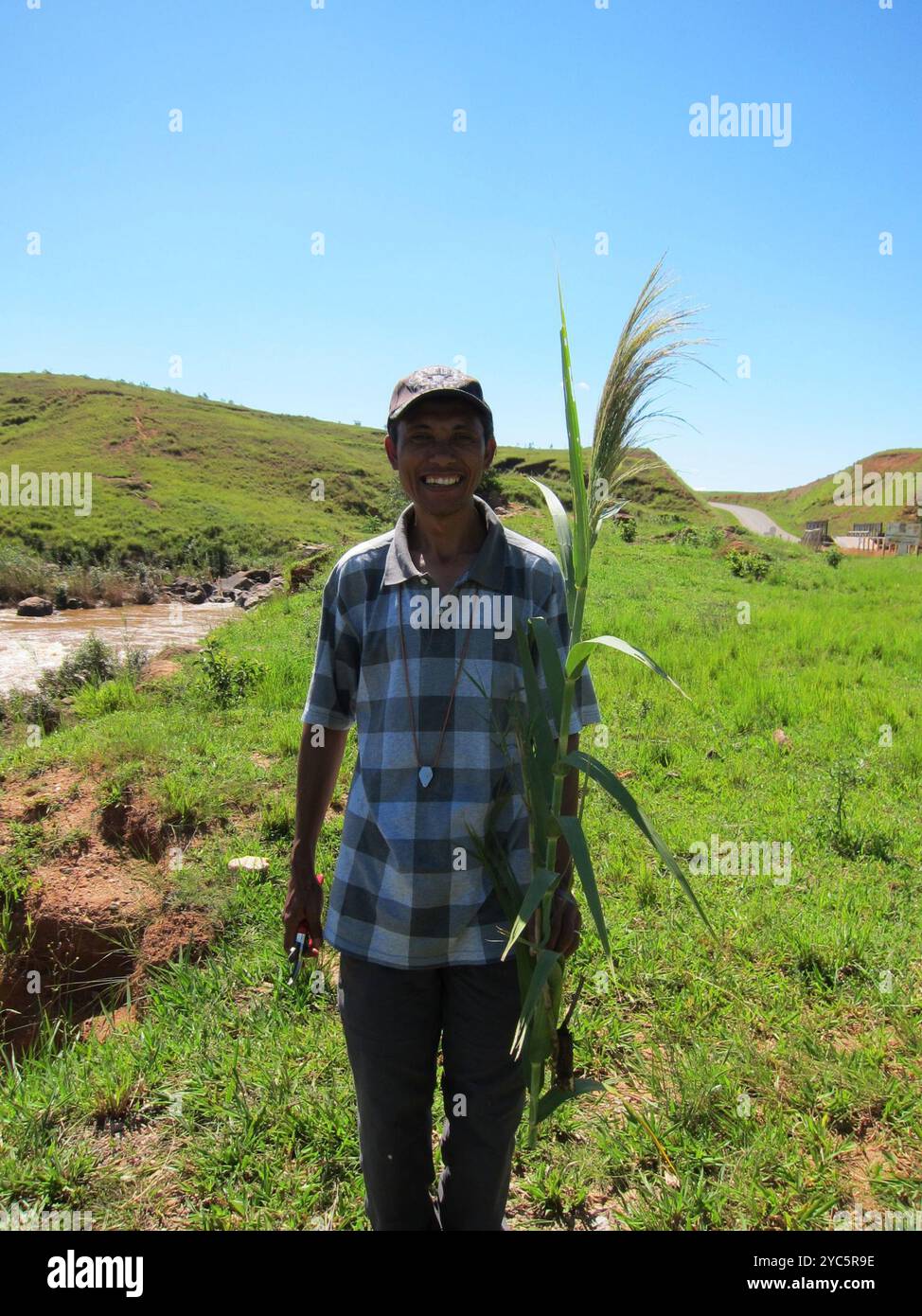 African Reed (Phragmites mauritianus) Plantae Stock Photo - Alamy