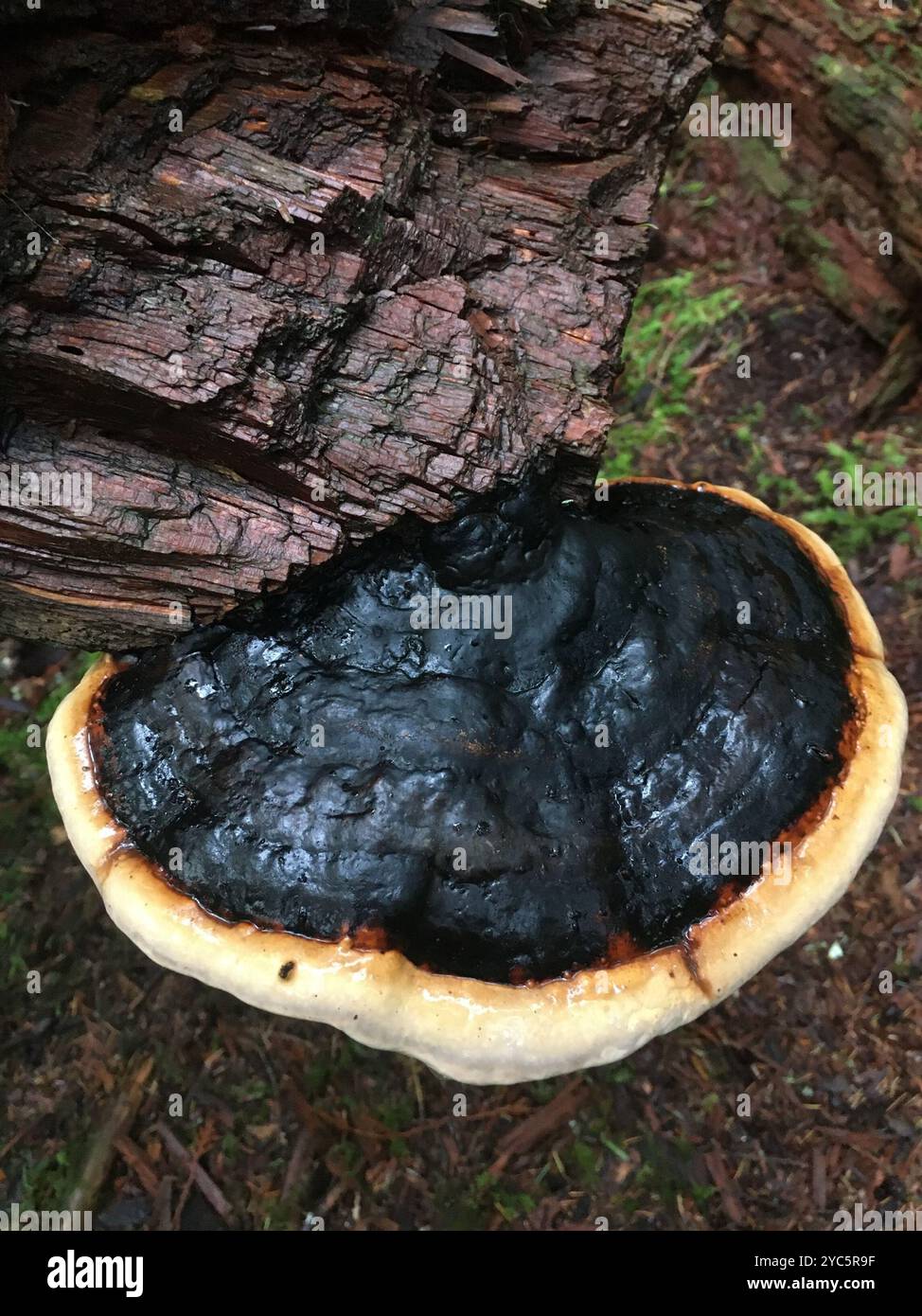Northern red belt fungi hi-res stock photography and images - Alamy