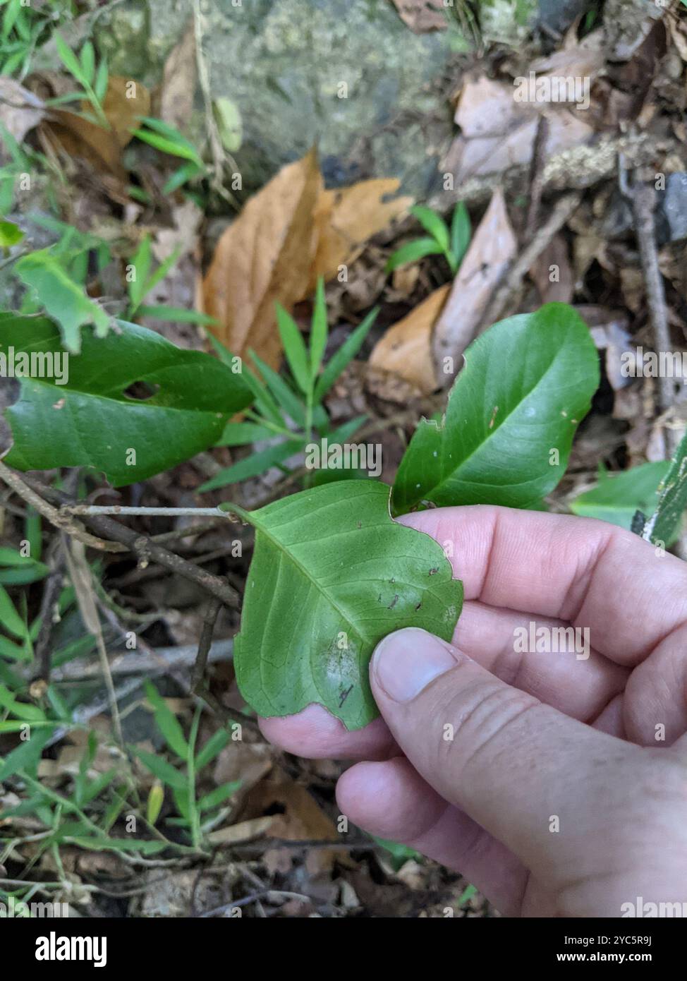 Embelia (Embelia australiana) Plantae Stock Photo - Alamy