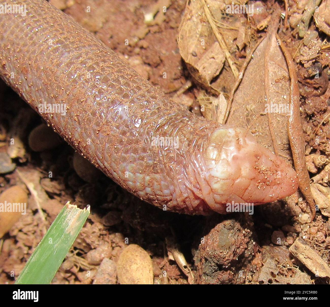 Smallhead Worm Lizard (Leposternon microcephalum) Reptilia Stock Photo ...