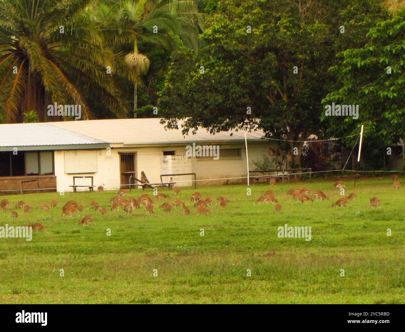 Agile Wallaby (Notamacropus agilis) Mammalia Stock Photo - Alamy