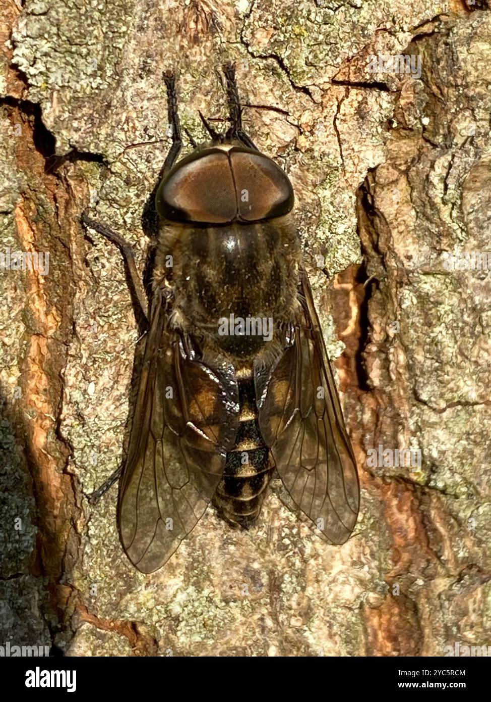 Large Marsh Horse Fly (Tabanus autumnalis) Insecta Stock Photo - Alamy