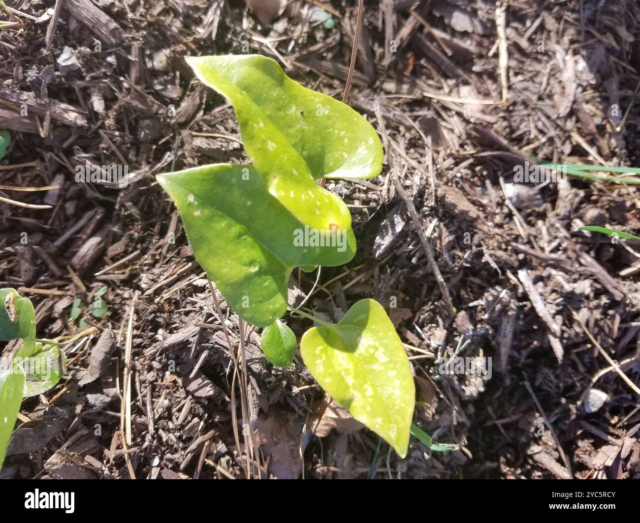 greenbriers (Smilax) Plantae Stock Photo - Alamy