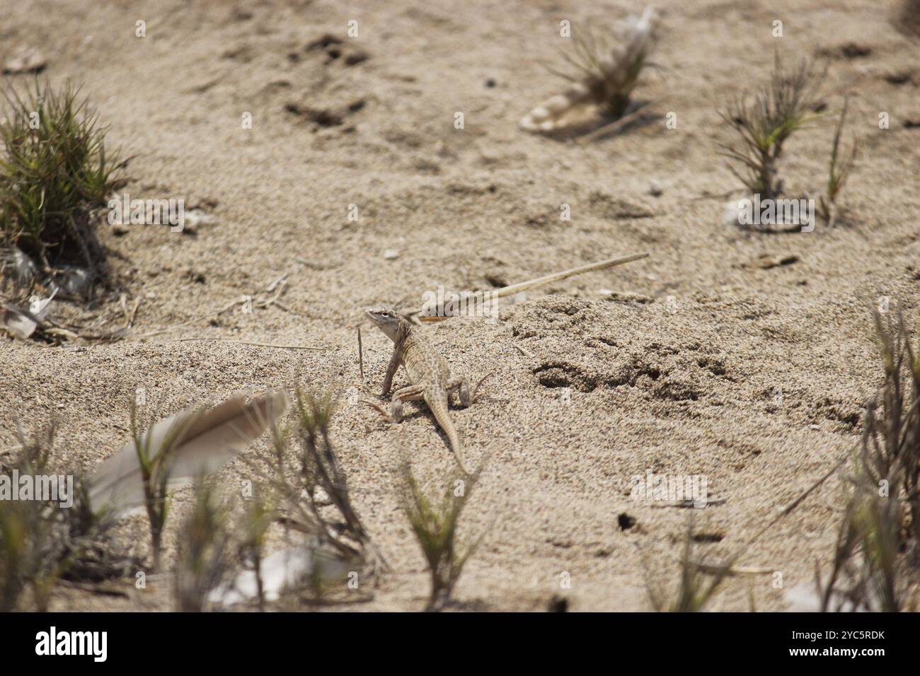 Peru Pacific Iguana (Microlophus peruvianus) Reptilia Stock Photo - Alamy
