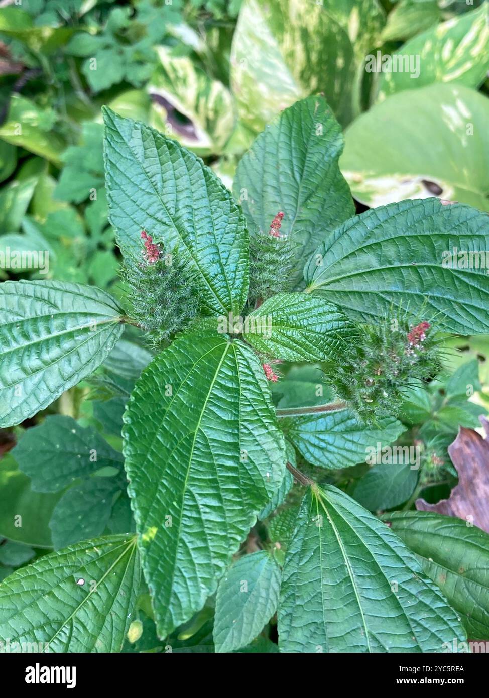 Field Copperleaf (Acalypha arvensis) Plantae Stock Photo - Alamy