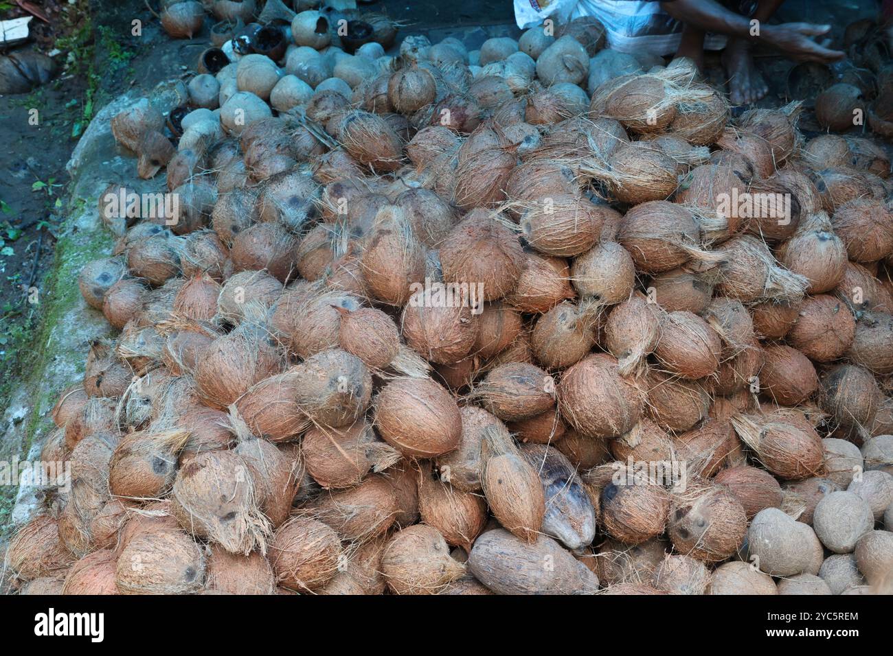 Gift of Nature:The coconut tree.Here the heap of dry coconuts waiting ...