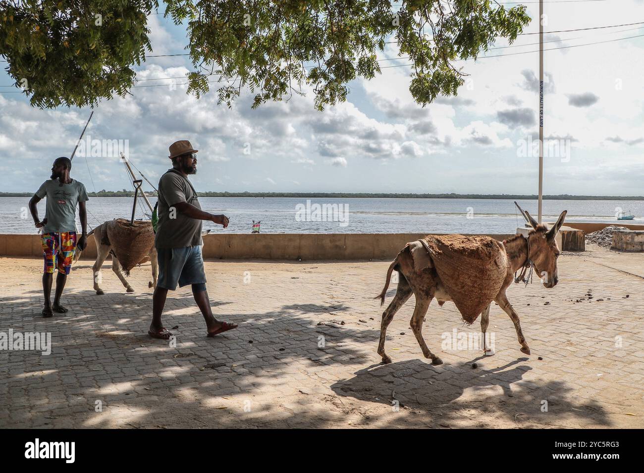 A man leads donkeys transporting goods on a street in Lamu Old Town ...