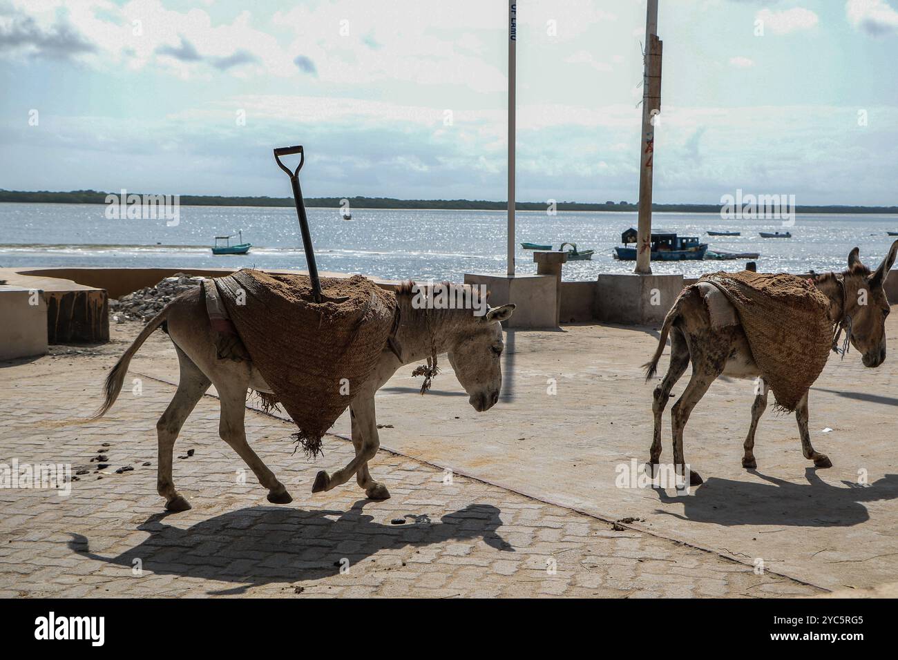 Donkeys carry sand hi-res stock photography and images - Alamy