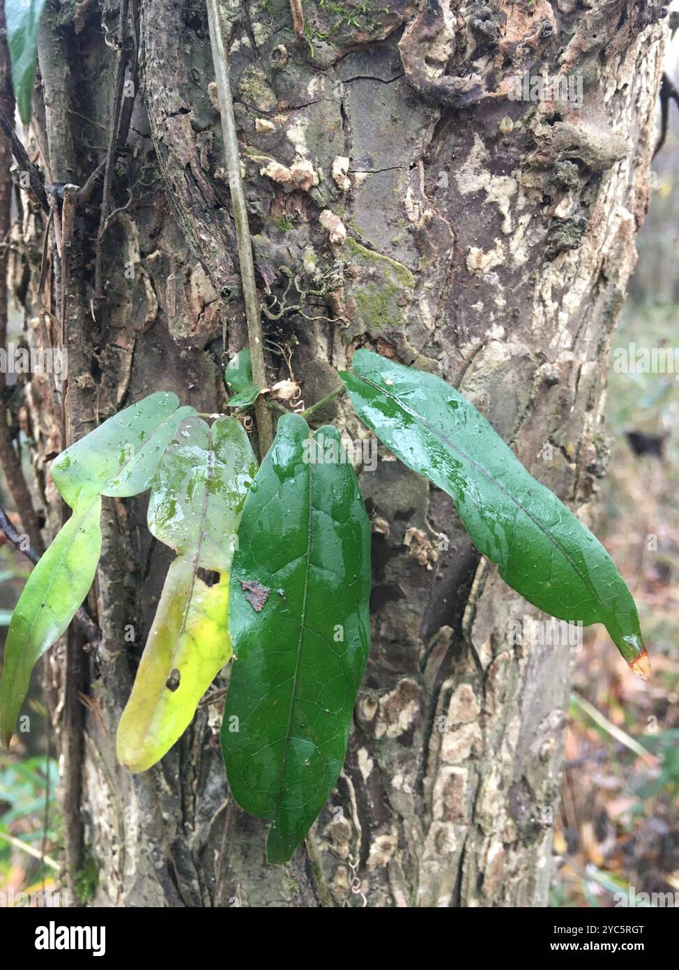 cross vine (Bignonia capreolata) Plantae Stock Photo - Alamy