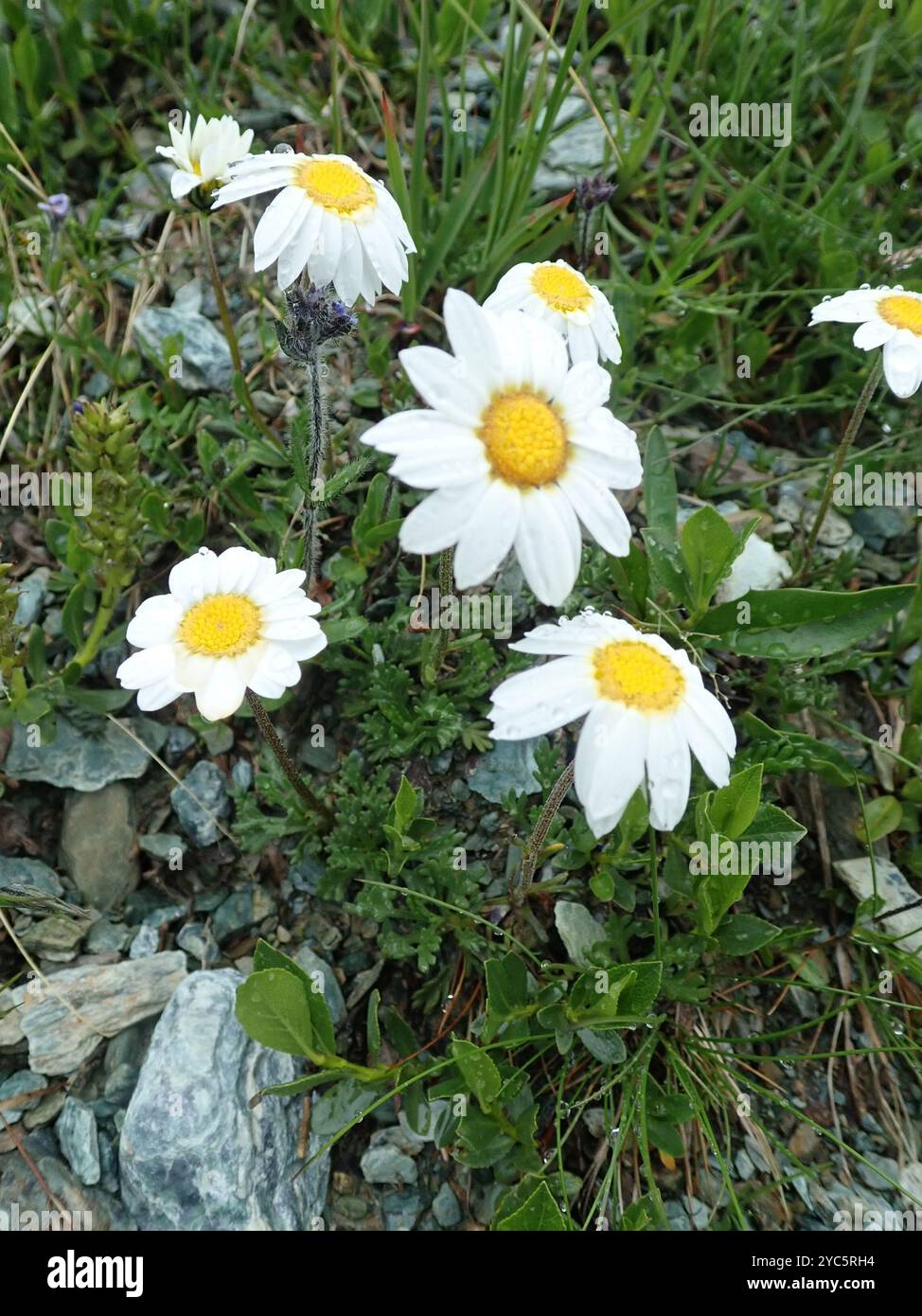 Alpine Moon-daisy (Leucanthemopsis alpina) Plantae Stock Photo - Alamy