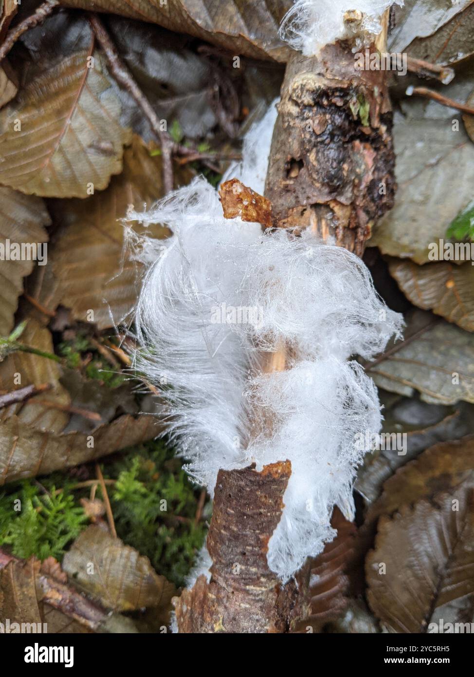 Hair Ice (Exidiopsis effusa) Fungi Stock Photo - Alamy