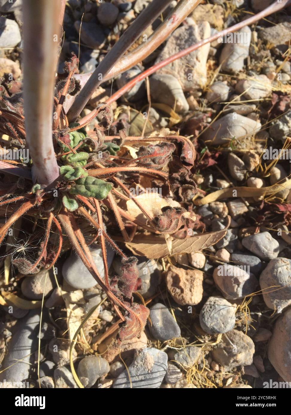 Desert Trumpet (Eriogonum inflatum) Plantae Stock Photo - Alamy