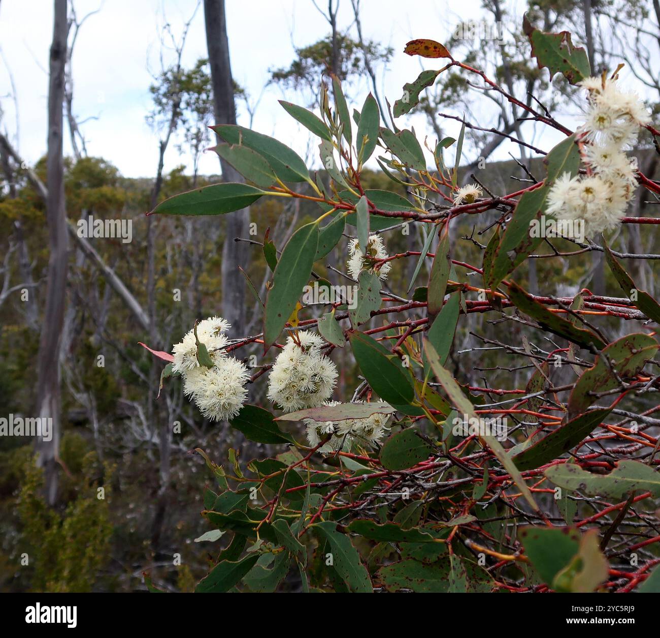 Tasmanian Snow Gum (Eucalyptus coccifera) Plantae Stock Photo - Alamy