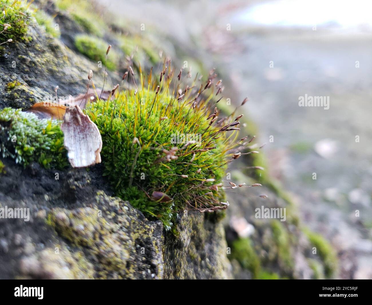 Common wall-screw moss (Tortula muralis muralis) Plantae Stock Photo ...