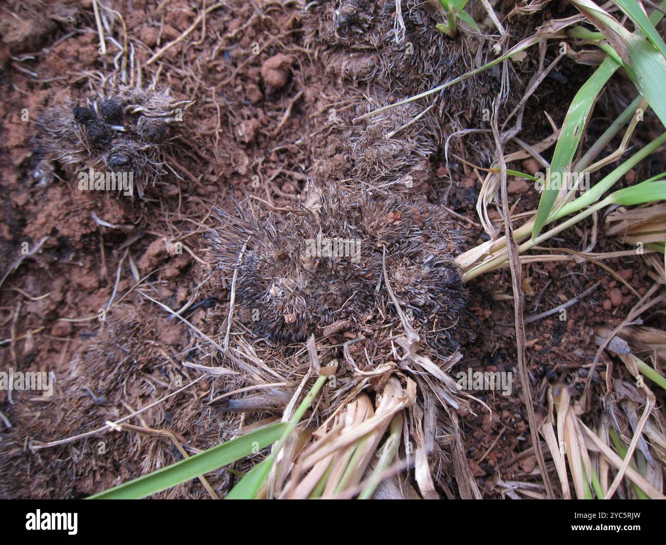 Common Russet Grass (Loudetia simplex) Plantae Stock Photo - Alamy