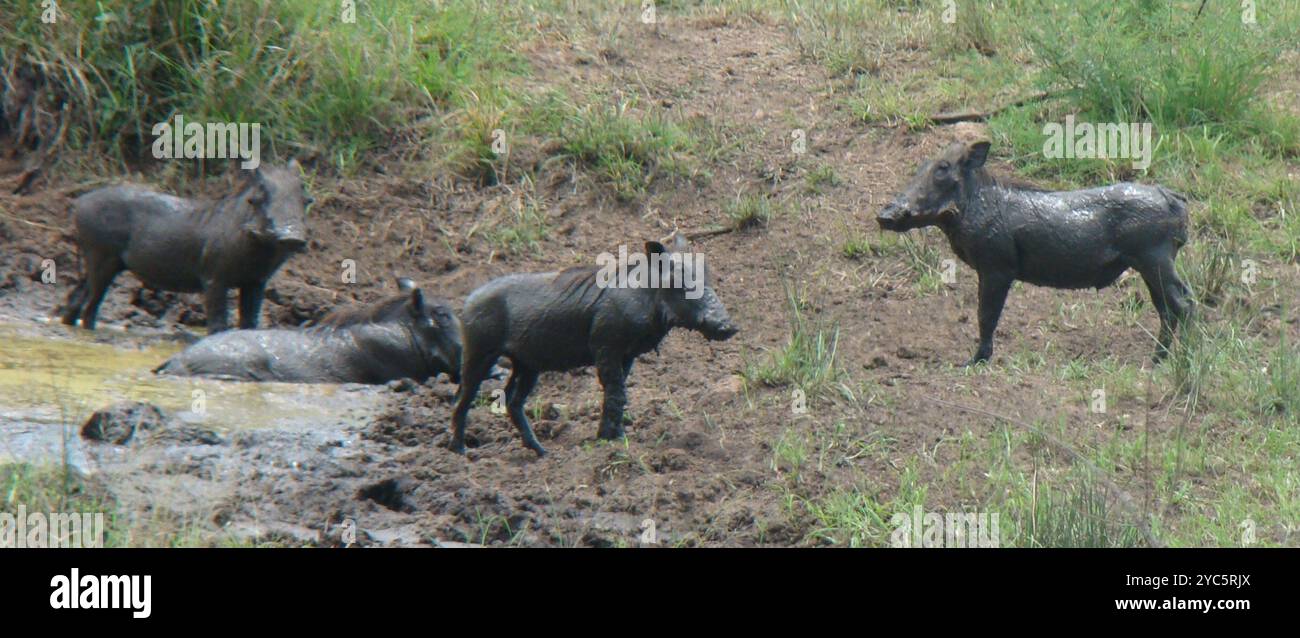 Southern Warthog (Phacochoerus africanus sundevallii) Mammalia Stock ...