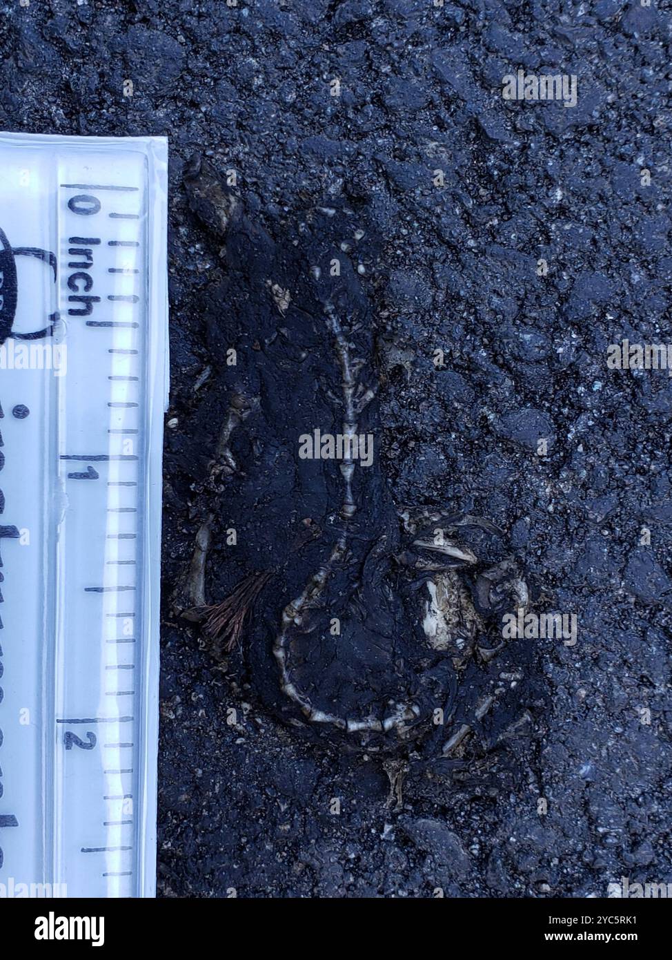 Pacific Newts (Taricha) Amphibia Stock Photo - Alamy