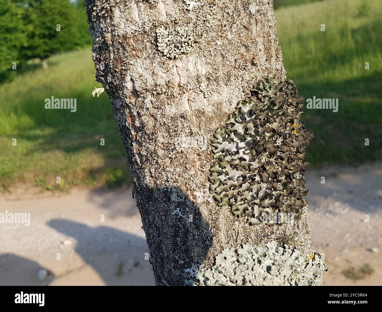 (Pleurosticta acetabulum) Fungi Stock Photo - Alamy